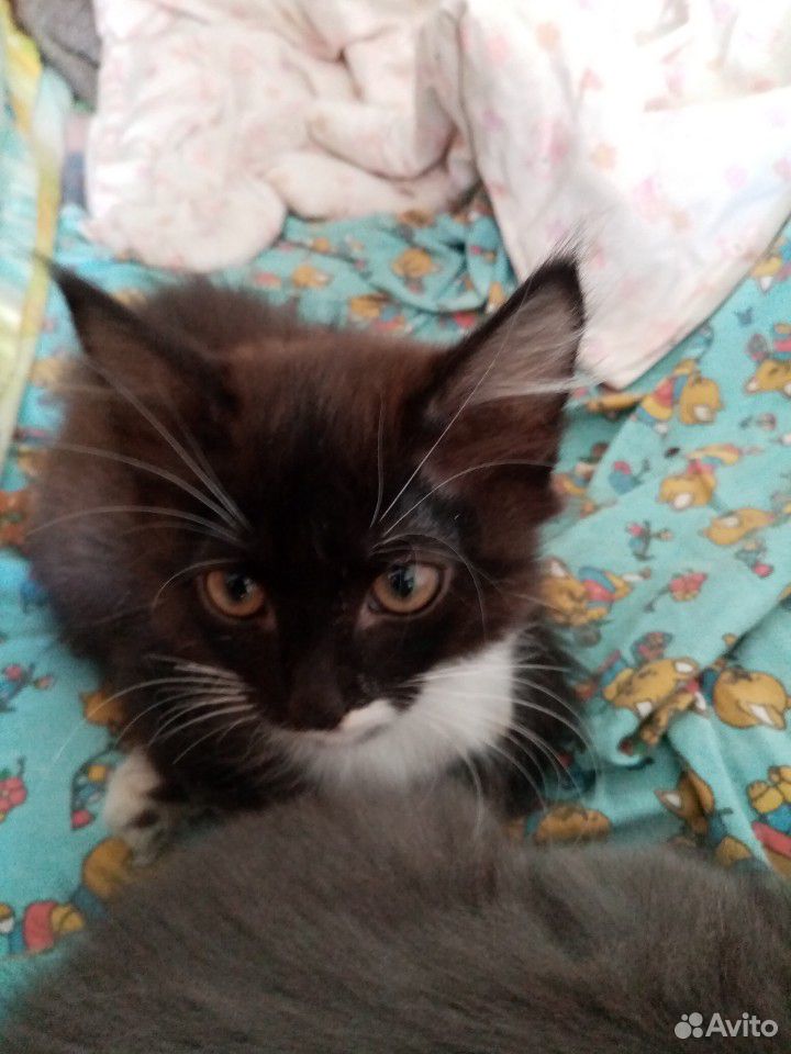 Котик