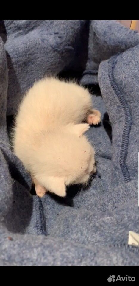 Ищем кормящую кошку для одного котенка