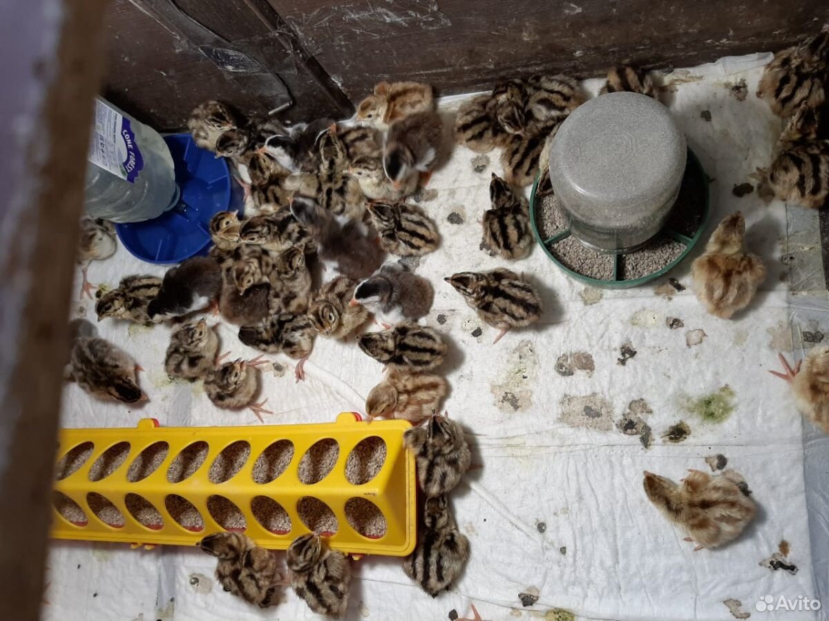 Фазанята и цесарята