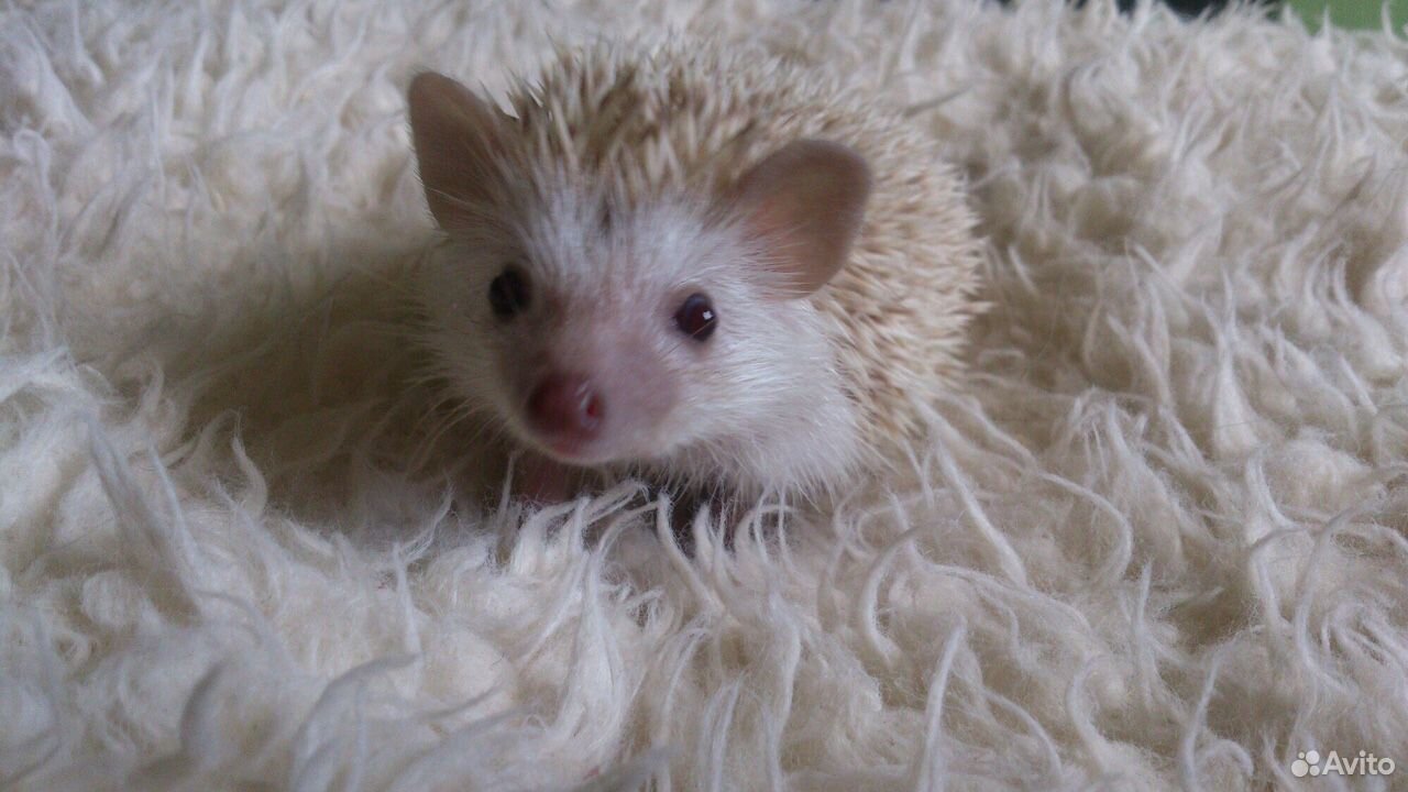 Карликовые африканские ежики