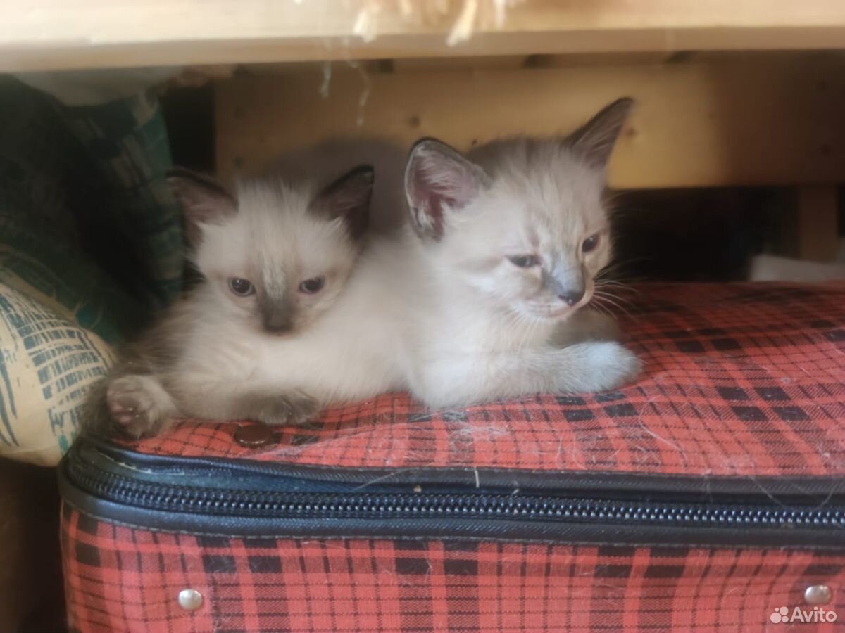 Котята (тайцы)