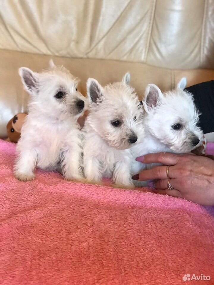 Вест хайленд вайт терьер