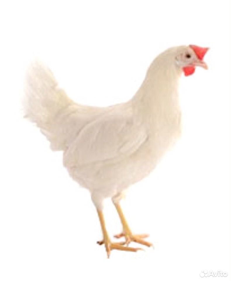 Курицы Молодки только оптом