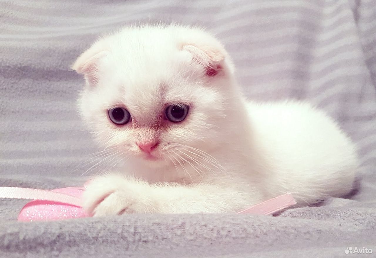 Шотландский котенок