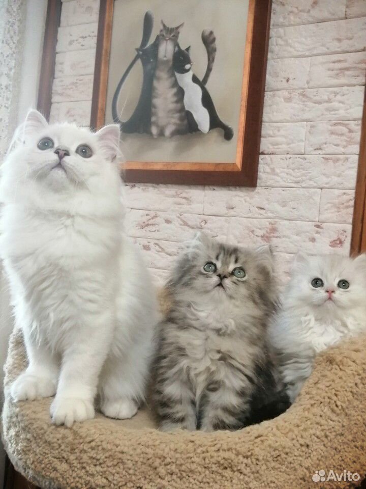 Британские длинношерстные