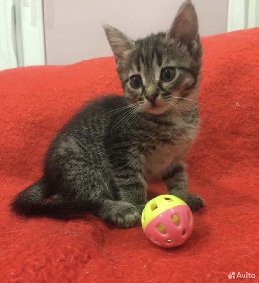 Котёнок Кнопка 1,5 месяца в добрые руки