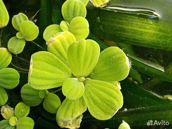 Трава аквариумная