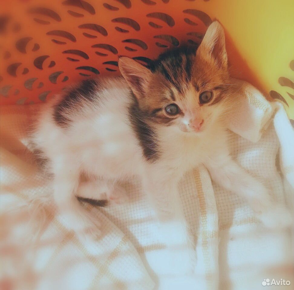 Кошечка трехцветная