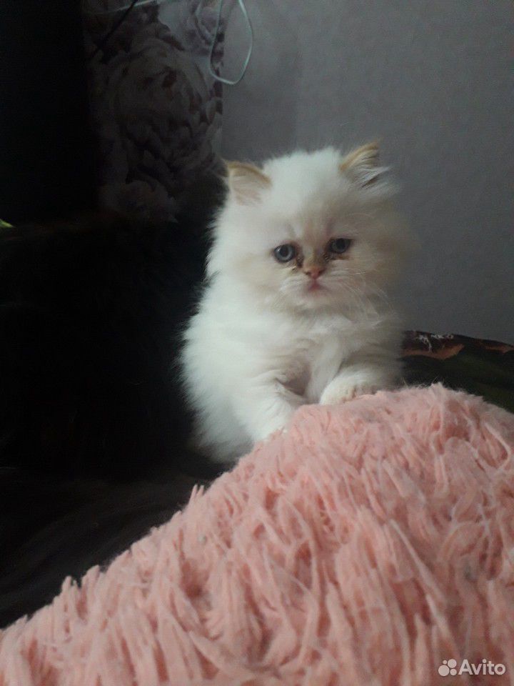 Персидская