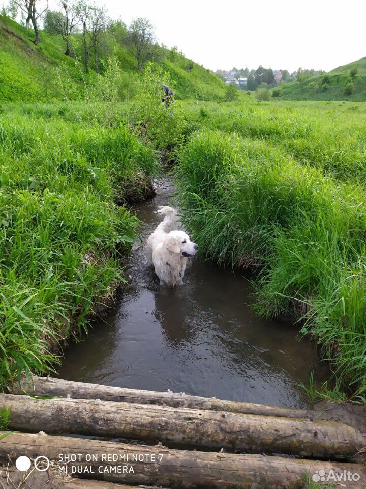 Кабель для случки