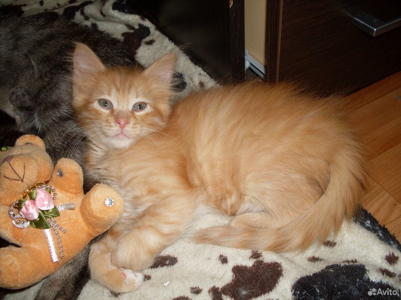 Нежная рыжая девочка 2.5мес