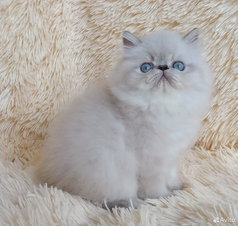 Голубоглазая куколка