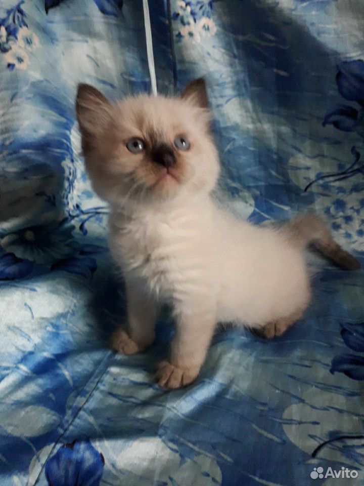 Невская маскарадная котик
