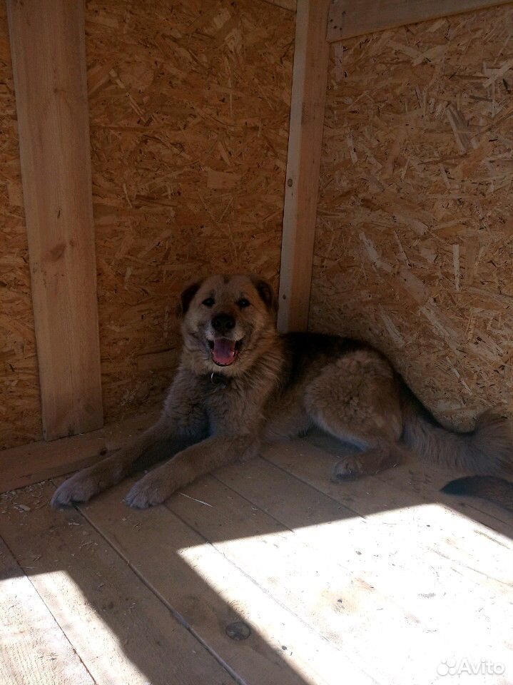 Большой пес Флинт в добрые руки