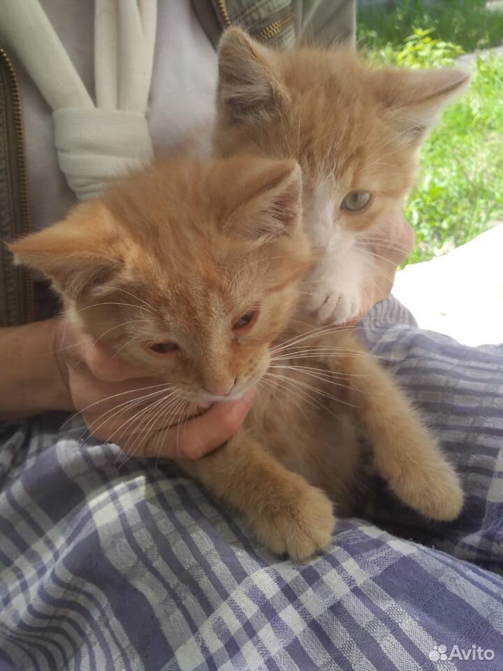Котята в добрые руки