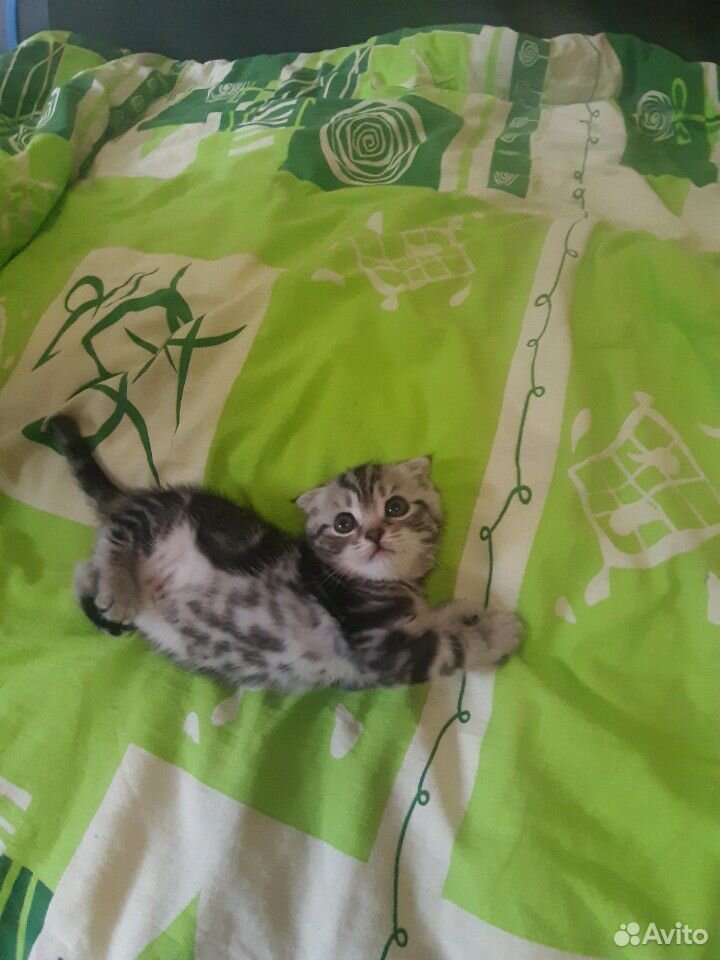 Котята Шотладкие