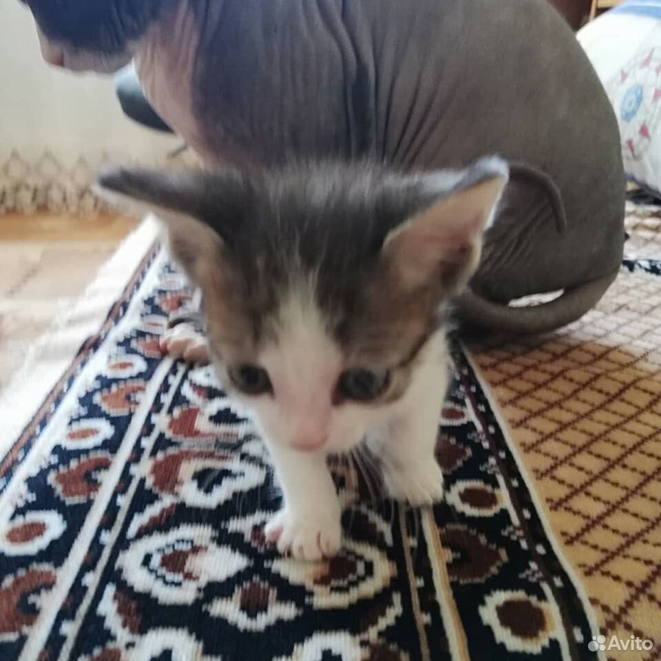 Котята, 2 месяца, донские сфинксы