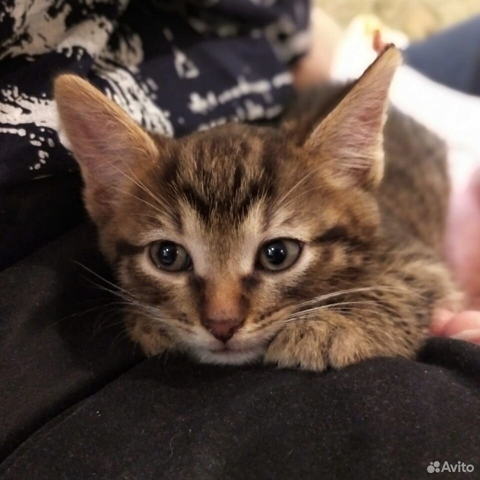 Маленькая кошечка