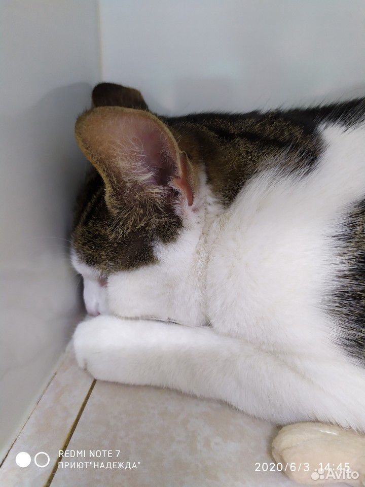 Кот, которого предали. Гусик. 4,5 года