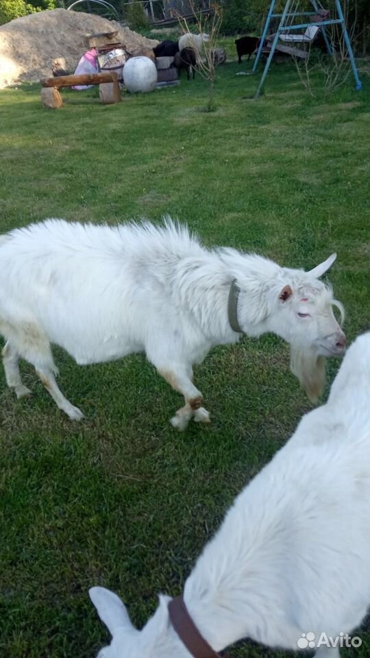 Козел зааненский