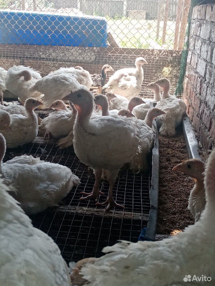 Подрощенные индюшата