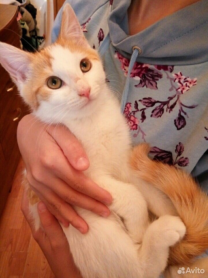 Рыжуля в добрые руки