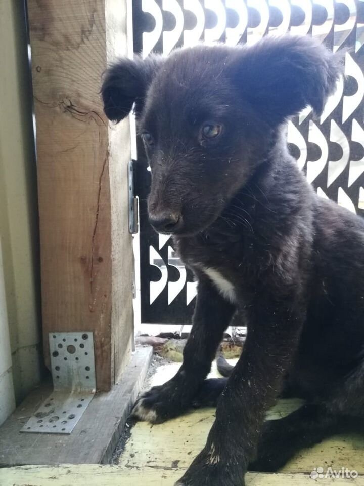 Щенок в поисках дома