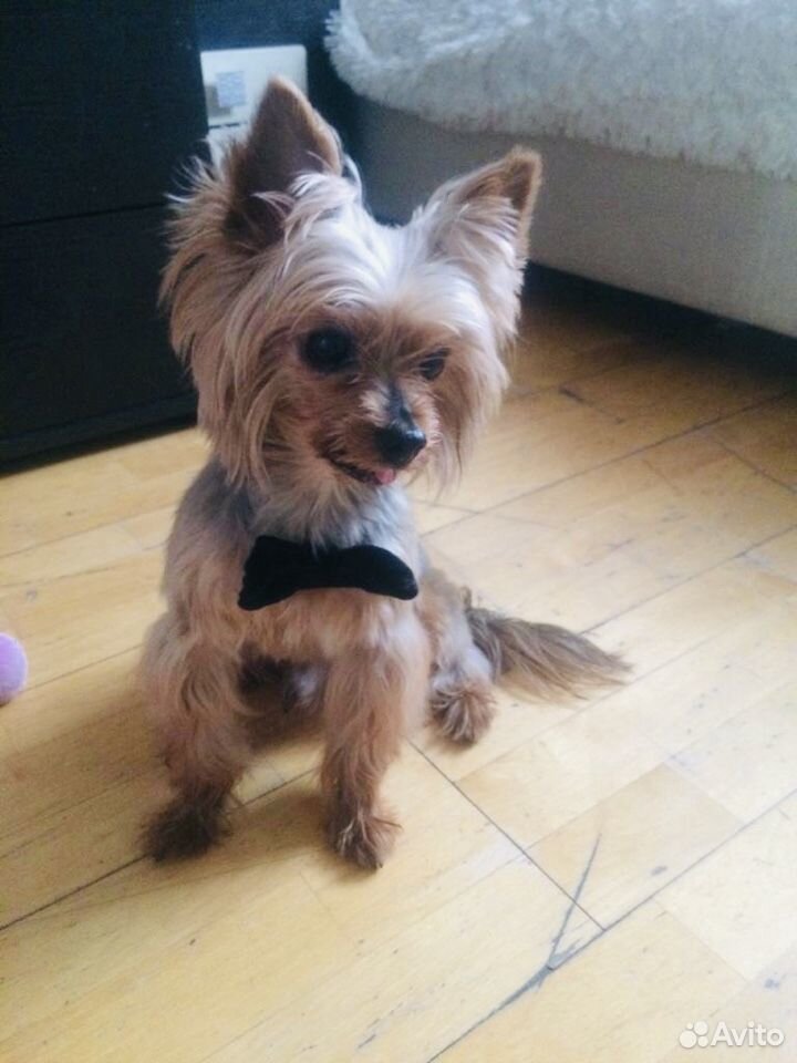 Йоркширский терьер потерялся