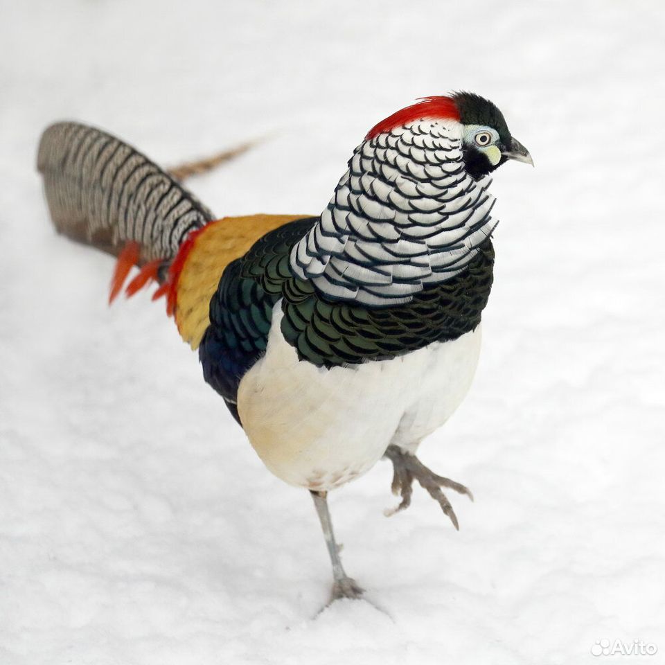 Фазан алмазный