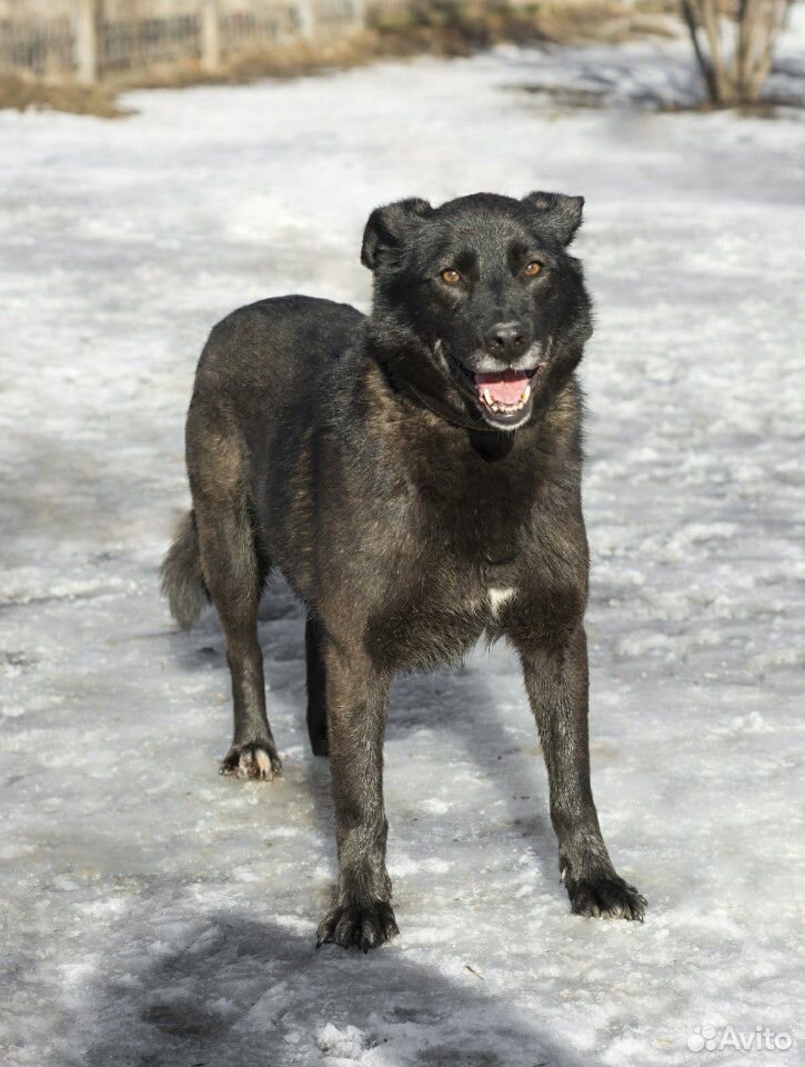 Рэм в добрые руки