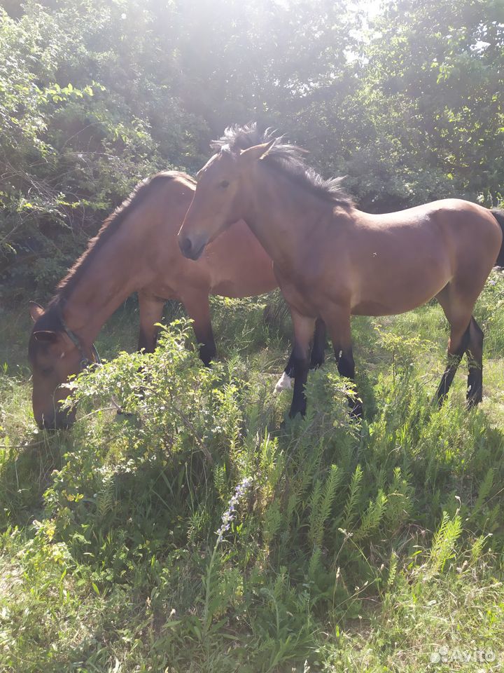 Продам кобылу с жеребонком 65 тысяч