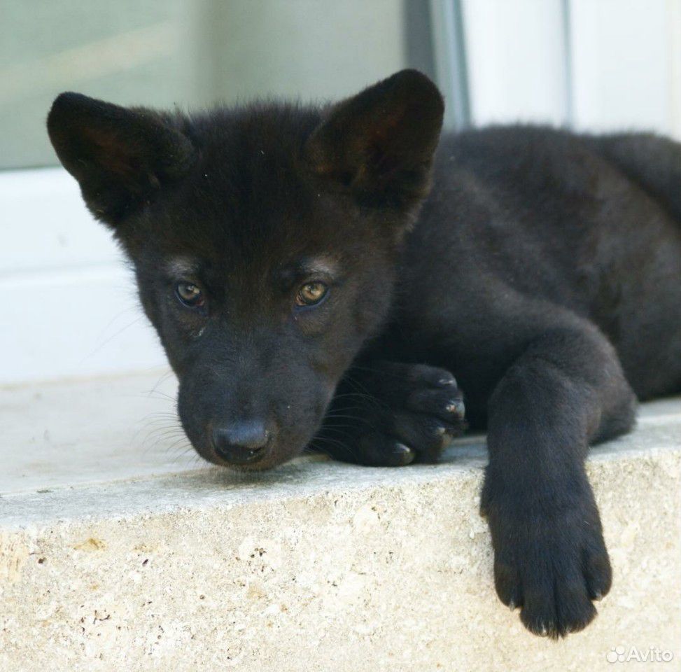 Американский вольфдог