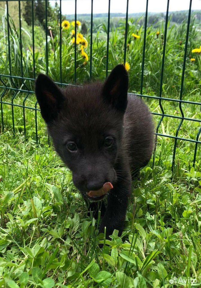 Черные Волчата