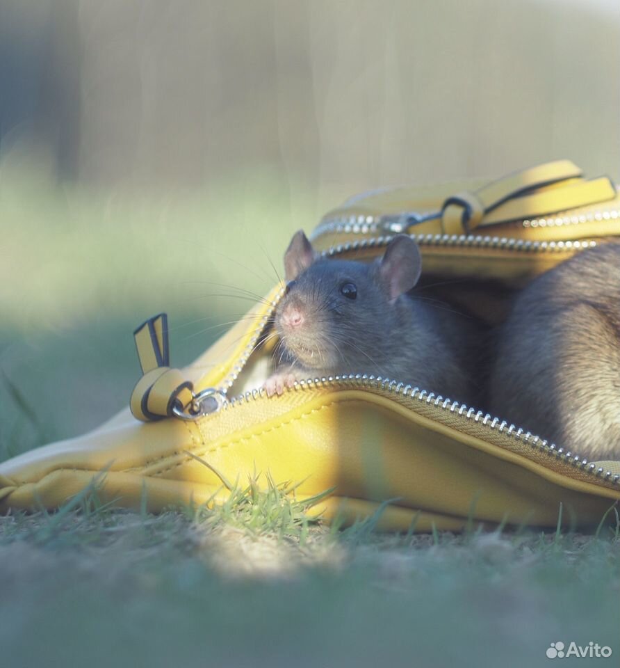 Отдам крысу (девочка)