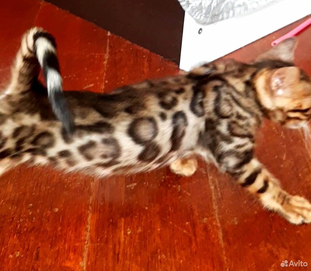 Бенгальские котята Самые лучшие