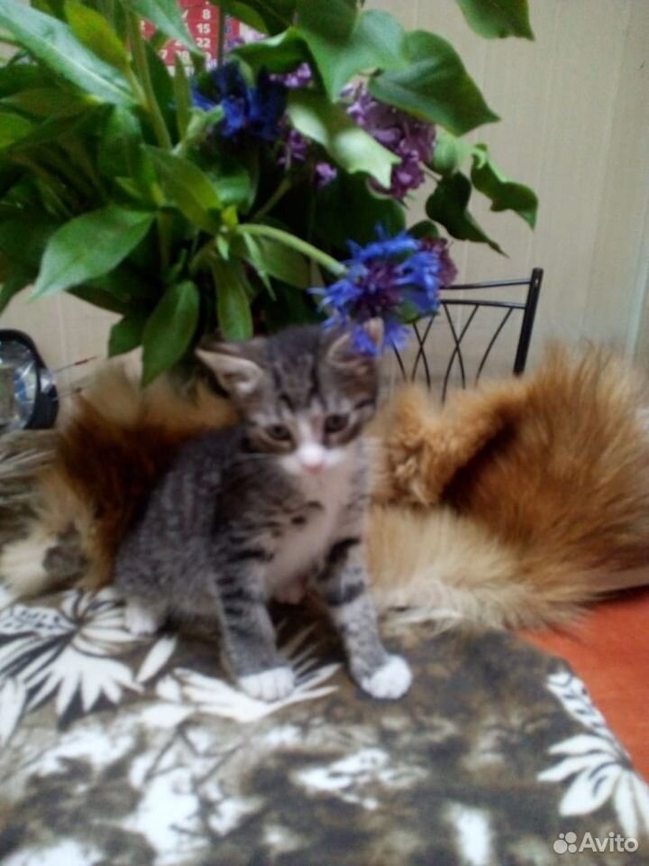 Котёнок полосатик в добрые руки