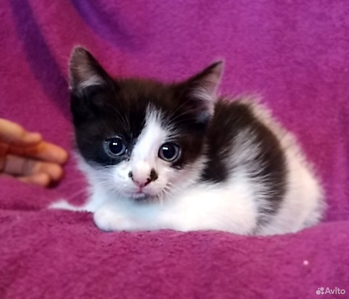 Отдам очаровательного котенка мальчика