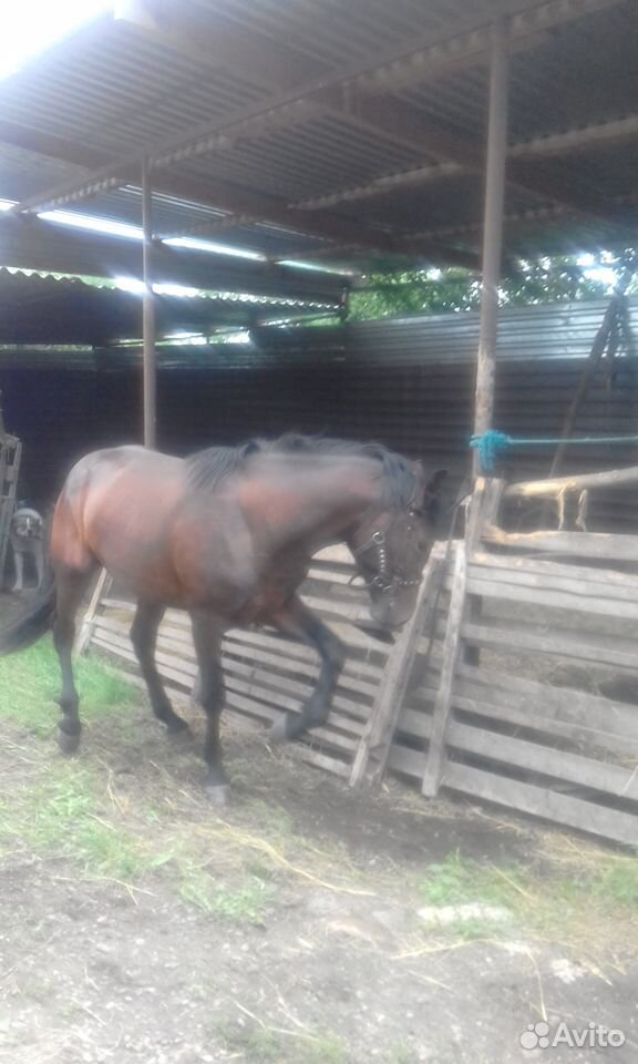 Молодой жеребчик