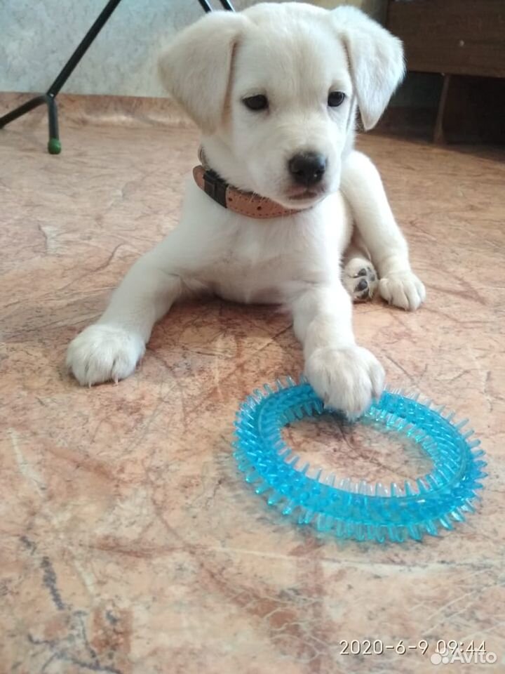 Щенок бесплатно