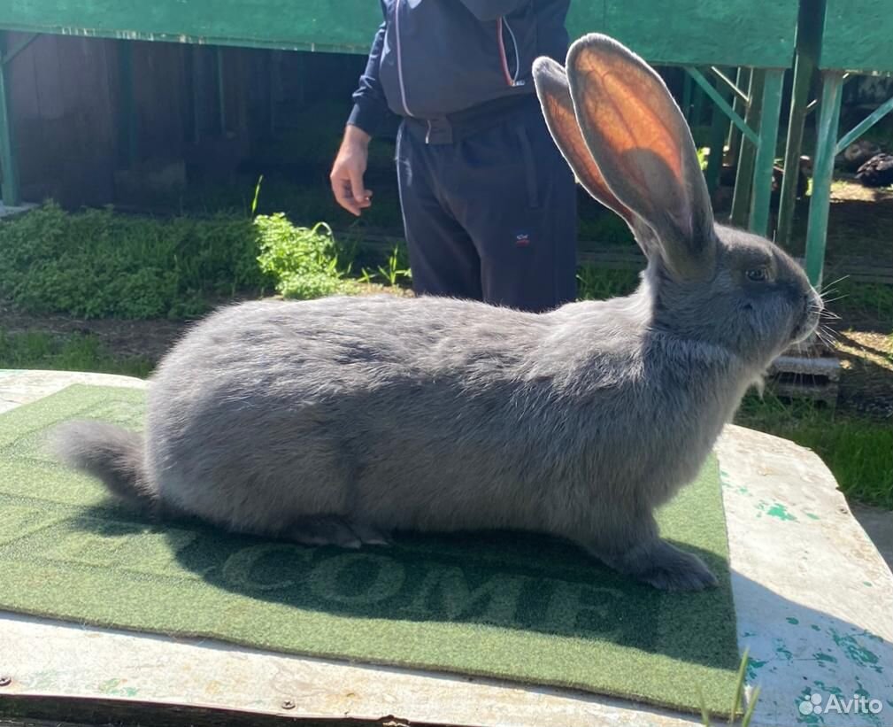 Кролик фландр голубой
