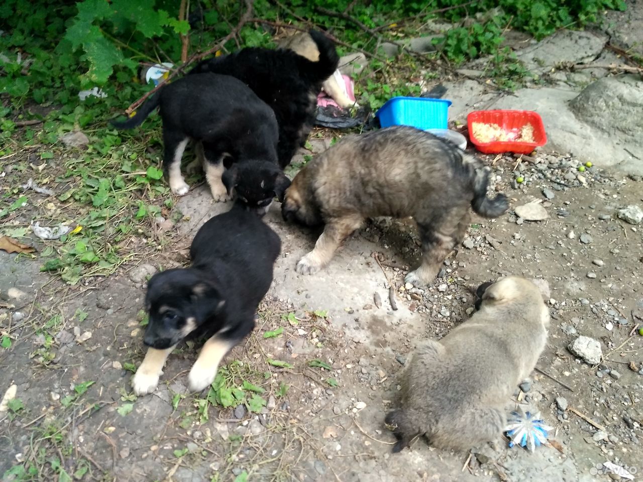 Щенки в дар