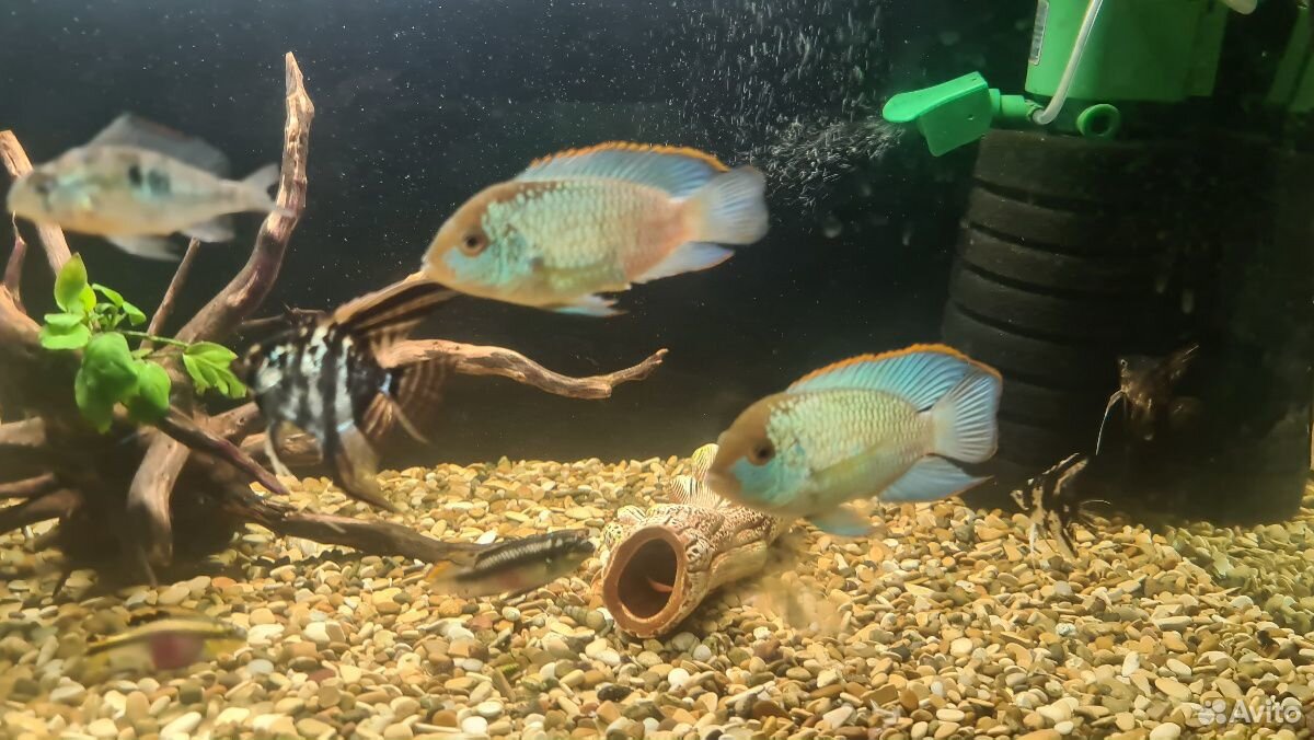 Наноакары пара