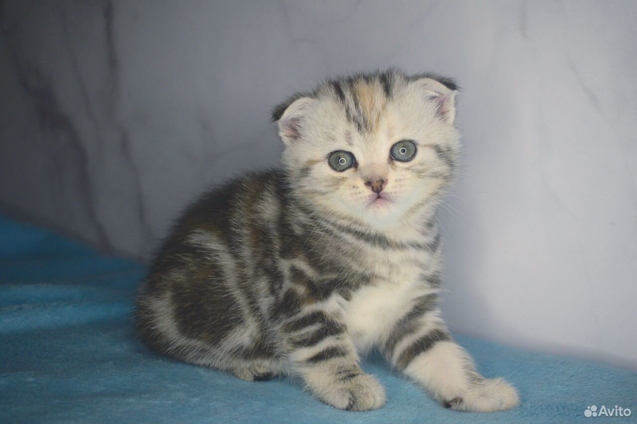 Котенок вислоухая девочка