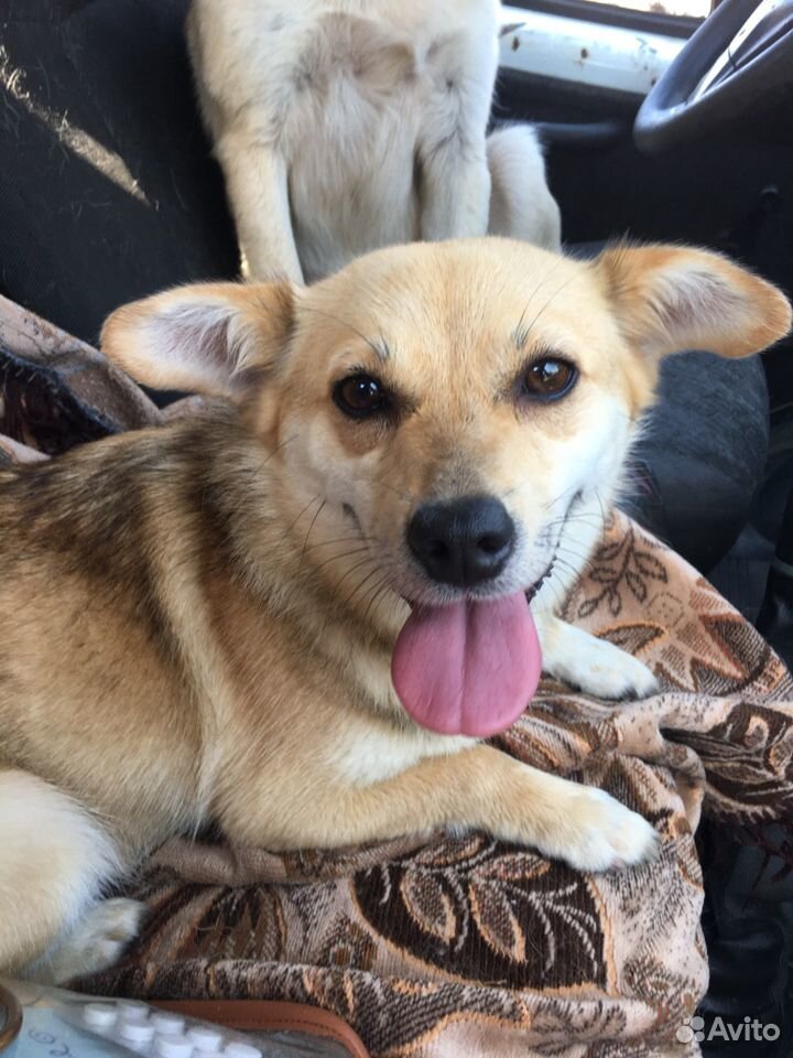 Маленькая собачка Муха в добрые руки