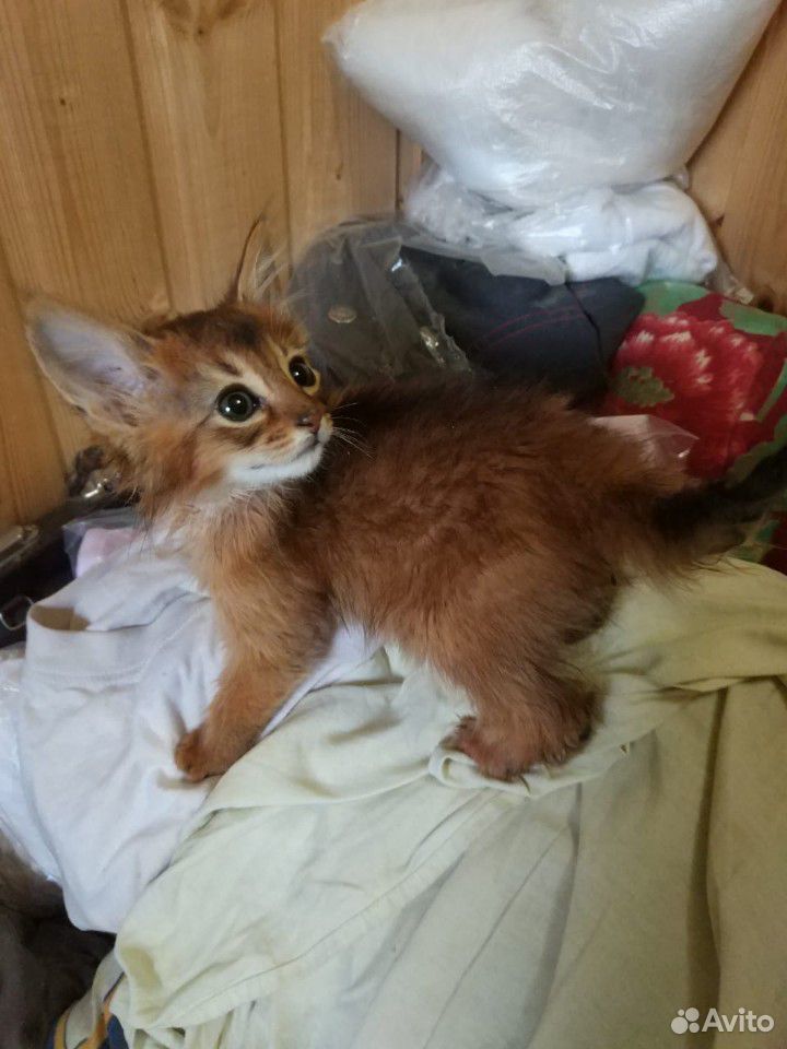 Сомалийская