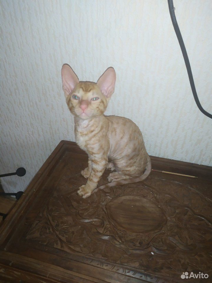 Корниш-рекс