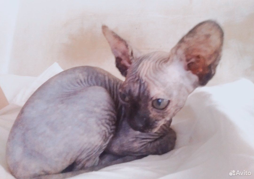 Чудесная кошка ищет свою добрую волшебницу