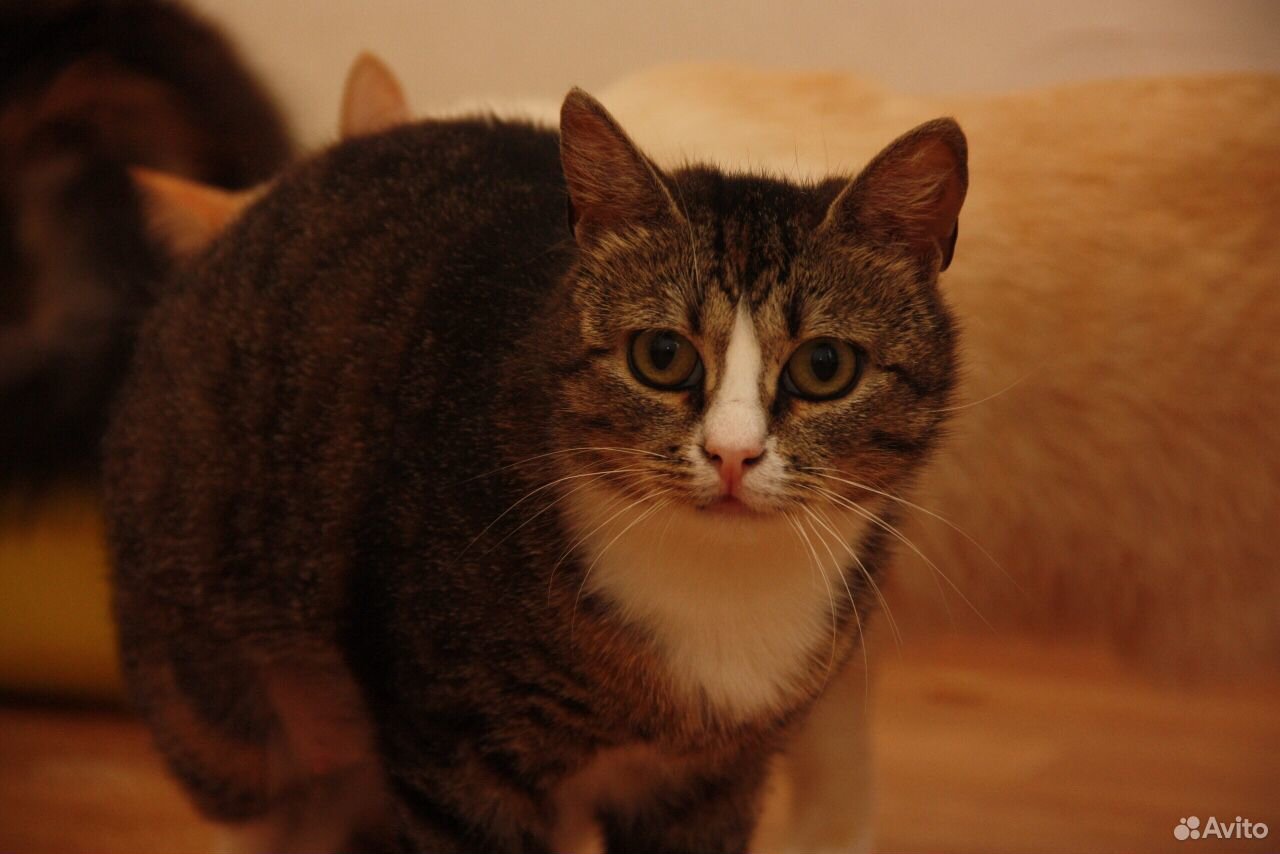 Кошечка Лора