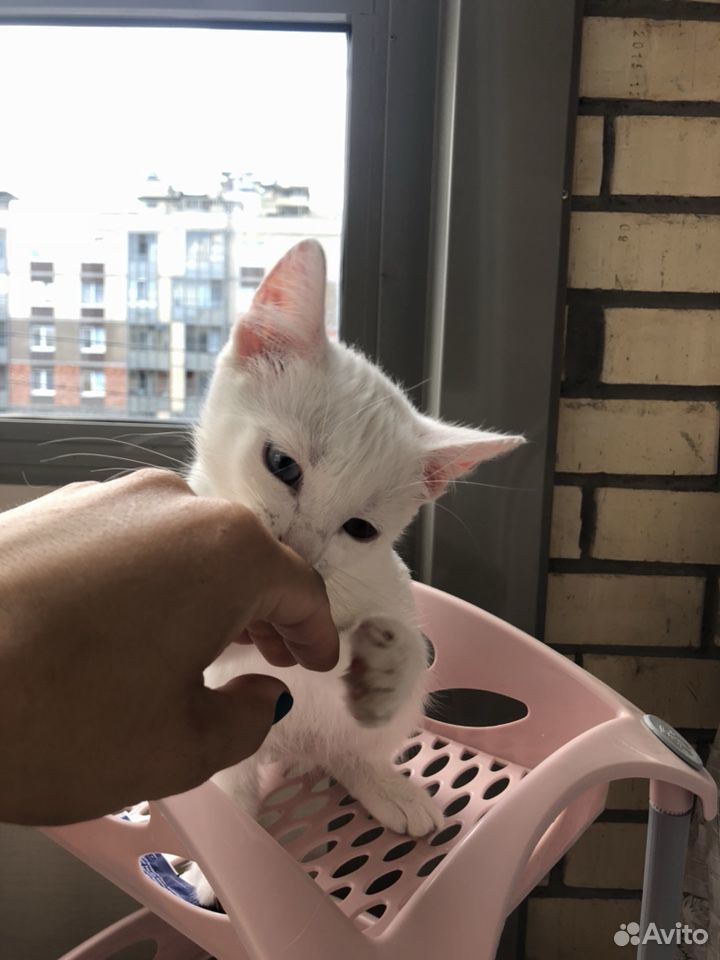 Белый котенок