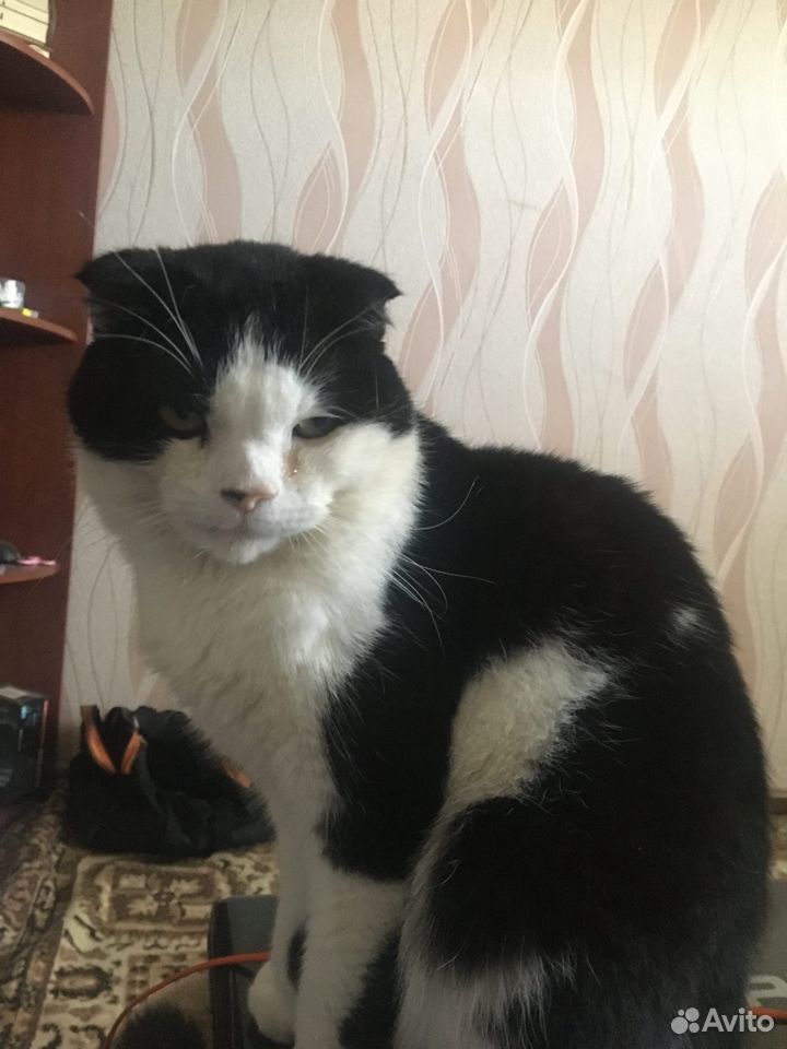 Зеленоглазое чудо ищет добрые ручки. Ласковый и пу